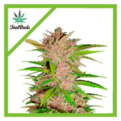 Fast Buds - Auto Fastberry Auto (x5) - GrowShop